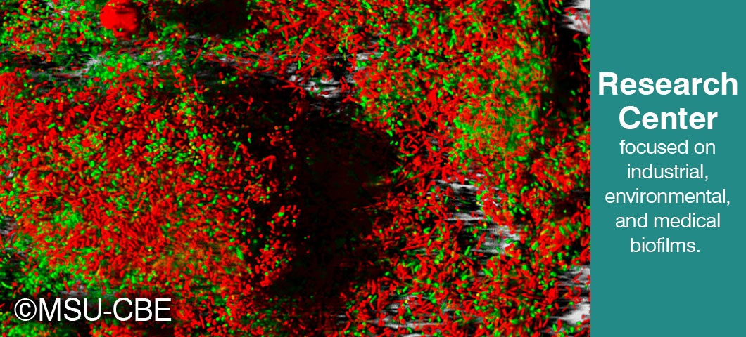 Center for Biofilm Engineering - Center for Biofilm Engineering ... Center for Biofilm Engineering - Center for Biofilm Engineering ...