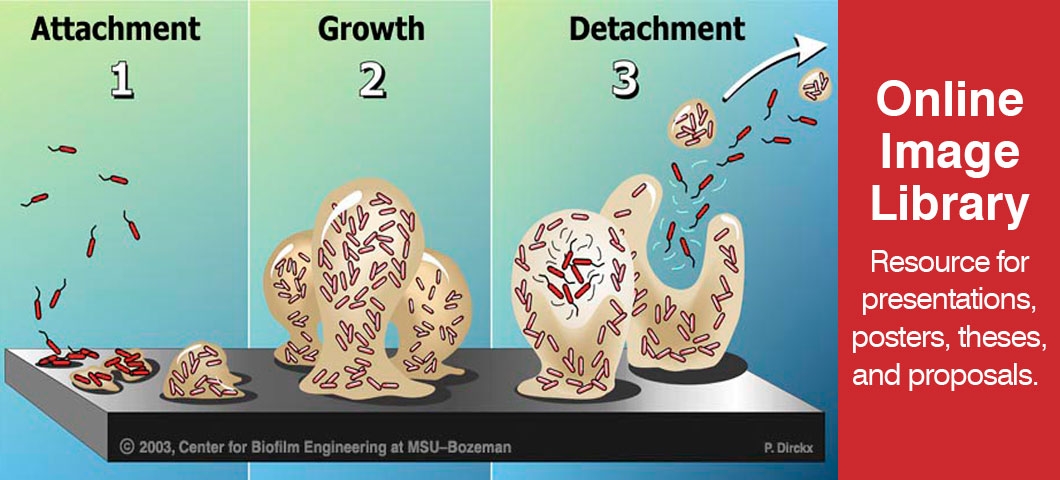 Center for Biofilm Engineering - Center for Biofilm Engineering ... Center for Biofilm Engineering - Center for Biofilm Engineering ...